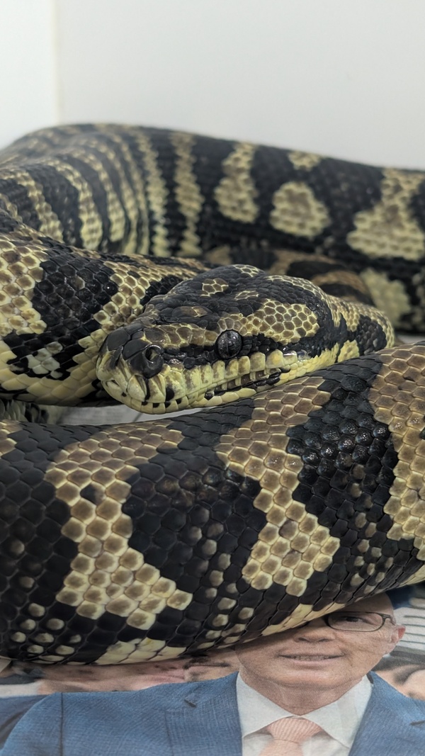 Victor | RSPCA Adopt a pet