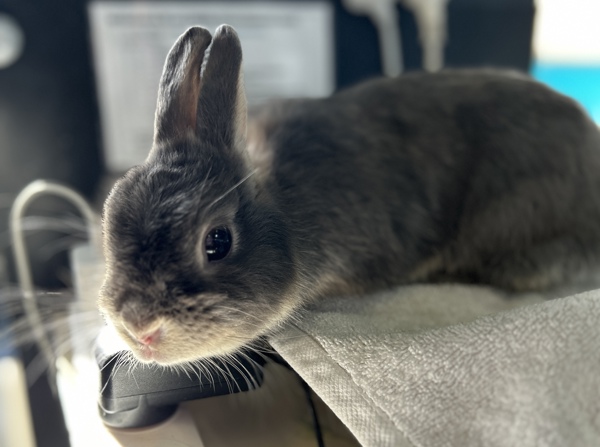 Jaffa (bonded To Maltesers) | RSPCA Adopt a pet