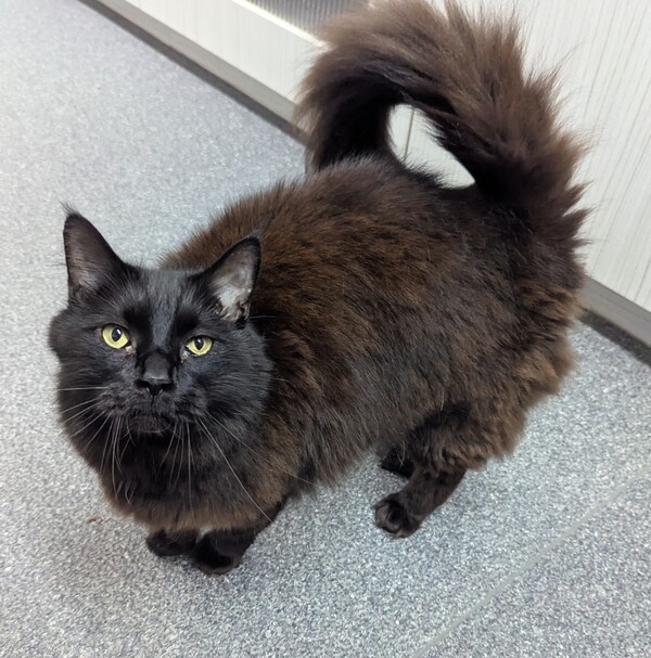 Merlot | RSPCA Adopt a pet