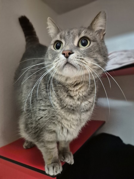 Petal | RSPCA Adopt a pet