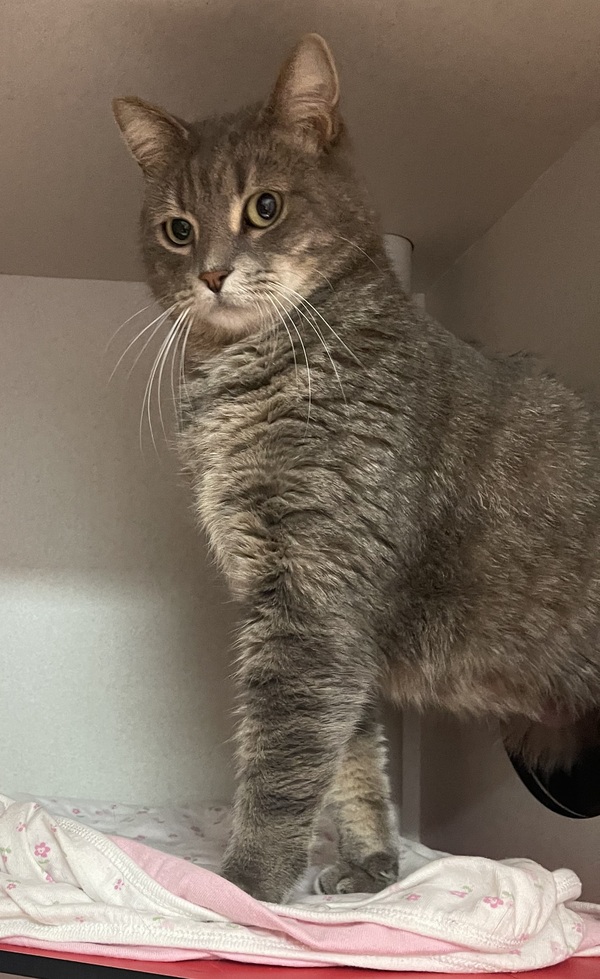 Petal | RSPCA Adopt a pet