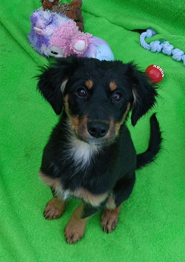 Ruby | RSPCA Adopt a pet