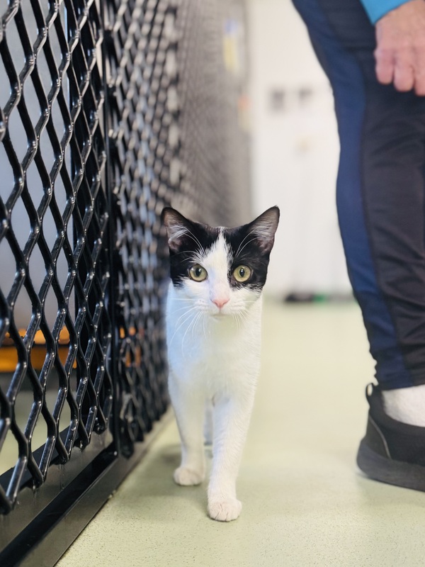 Lucy | RSPCA Adopt a pet