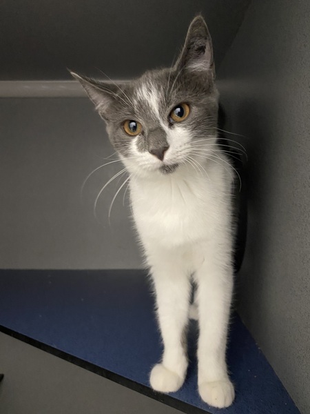 Wanda | RSPCA Adopt a pet