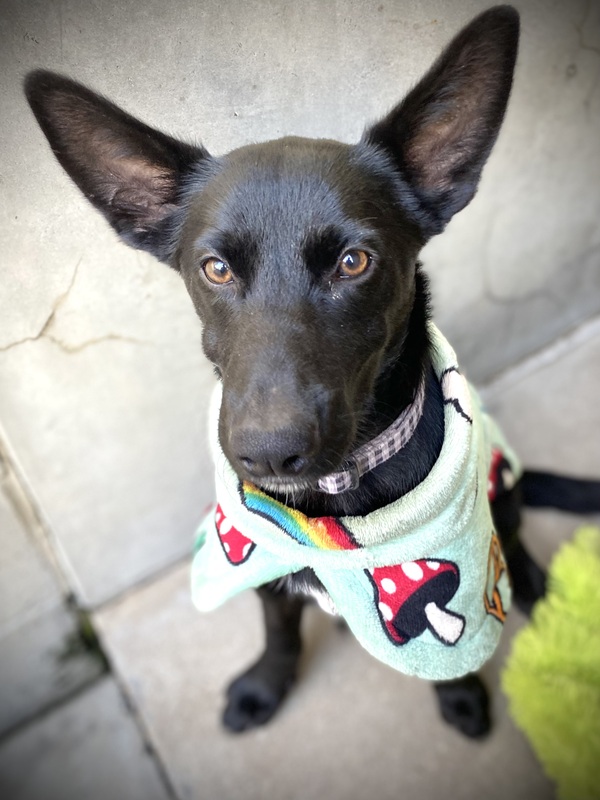 Travis | RSPCA Adopt a pet