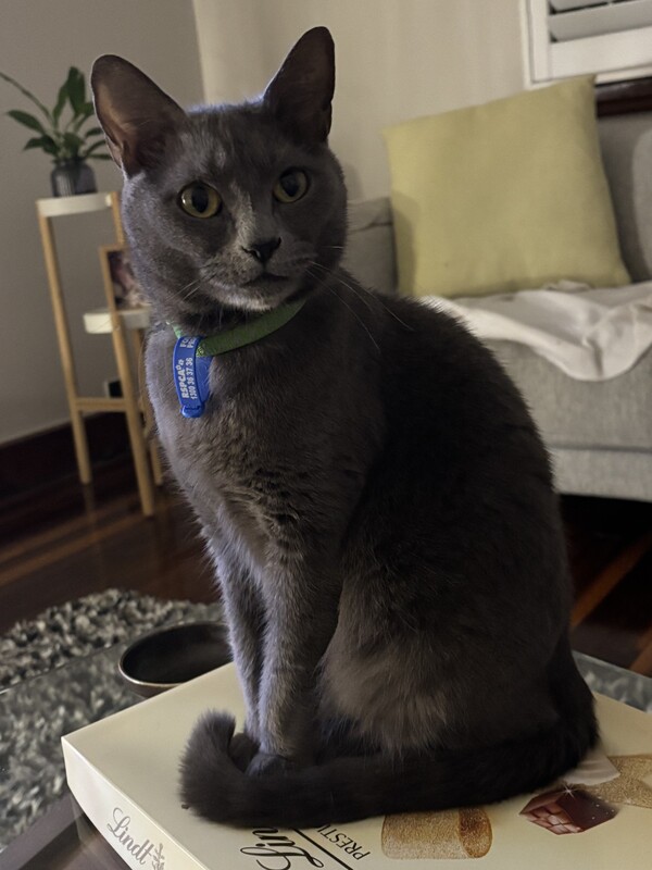 Merlot | RSPCA Adopt a pet