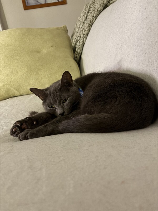 Merlot | RSPCA Adopt a pet