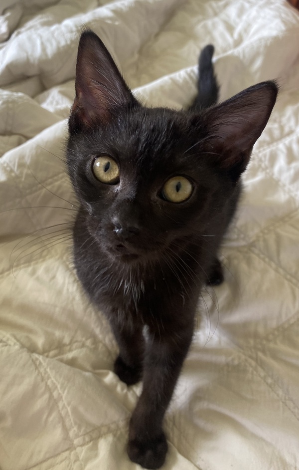 Inky | RSPCA Adopt a pet