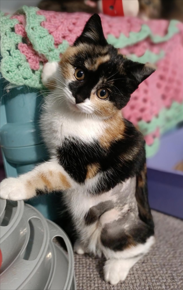 Chick | RSPCA Adopt a pet