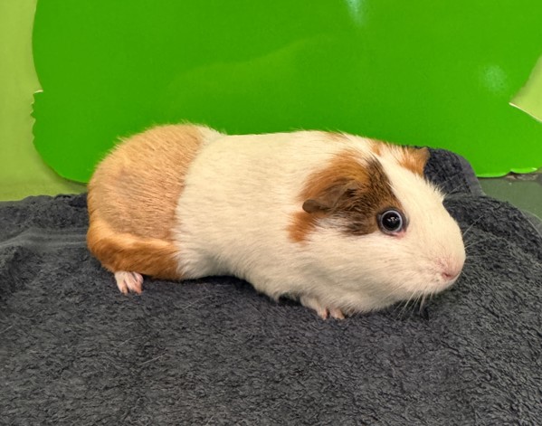 Helena | RSPCA Adopt a pet