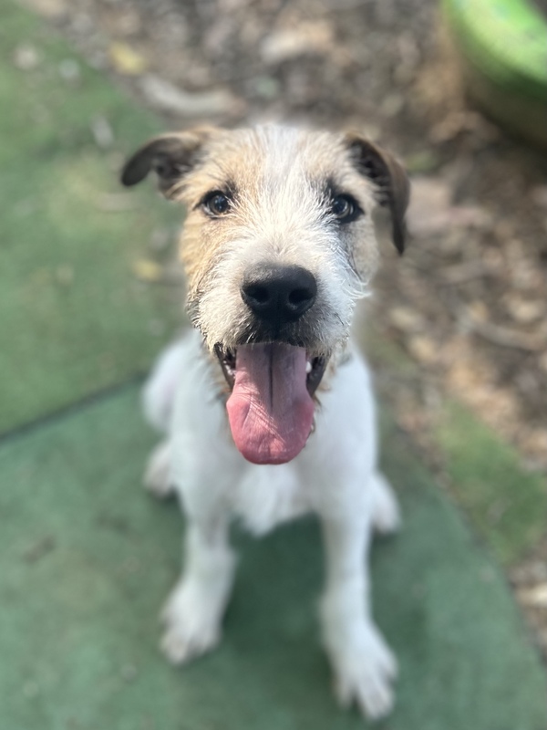 Mugi | RSPCA Adopt a pet