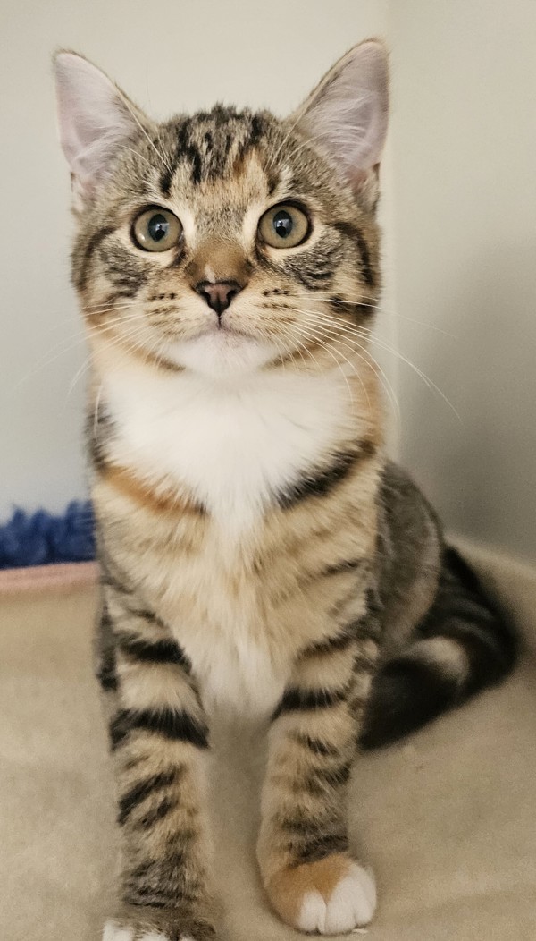 Monique | RSPCA Adopt a pet