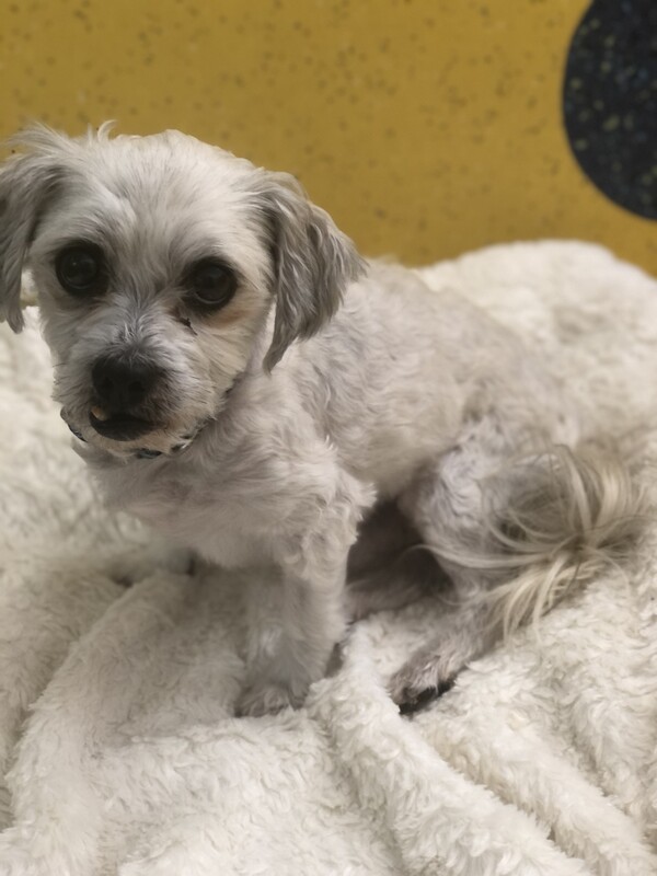 Colin | RSPCA Adopt a pet