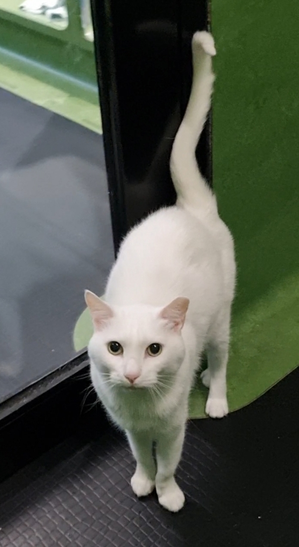 Lucy | RSPCA Adopt a pet