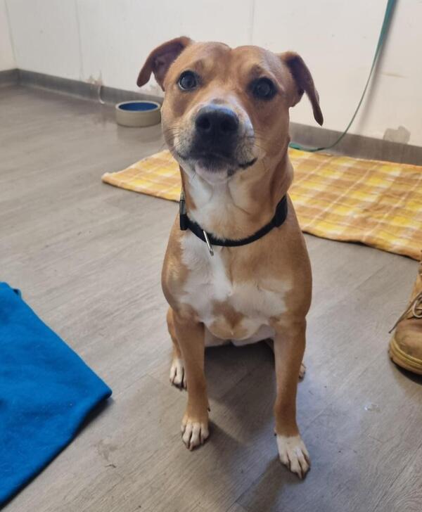 Ruby | RSPCA Adopt a pet