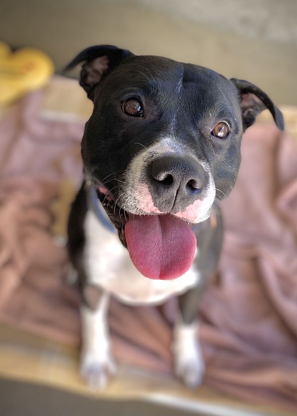 Dozer | RSPCA Adopt a pet