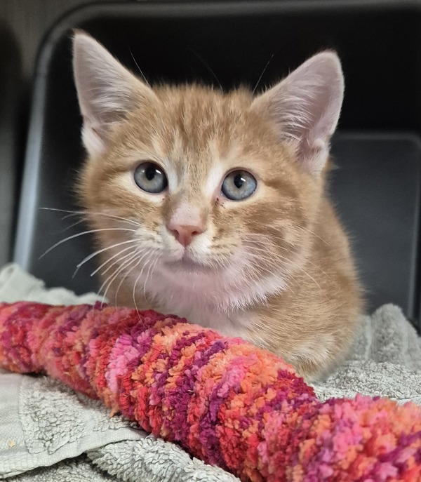 Gus Gus | RSPCA Adopt a pet