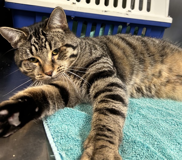 Samuel | RSPCA Adopt a pet