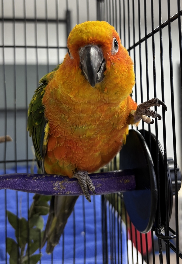 Fernando | RSPCA Adopt a pet