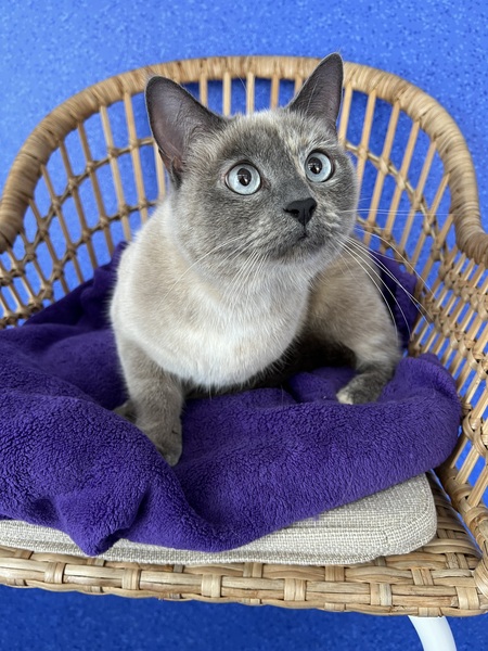 Ivy | RSPCA Adopt a pet