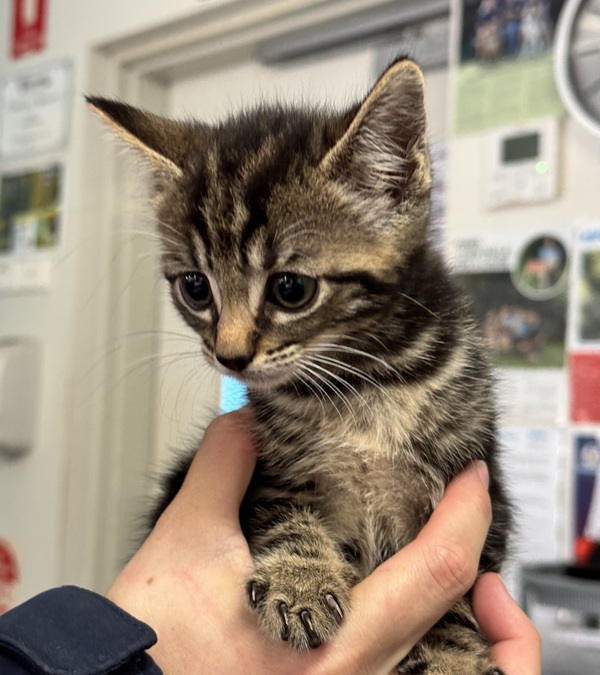 Ron Stoppable | RSPCA Adopt a pet