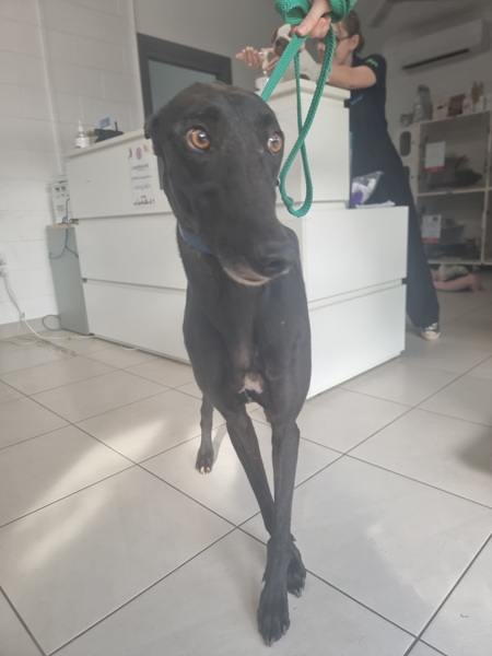 Paul | RSPCA Adopt a pet