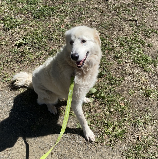 Lucy | RSPCA Adopt a pet