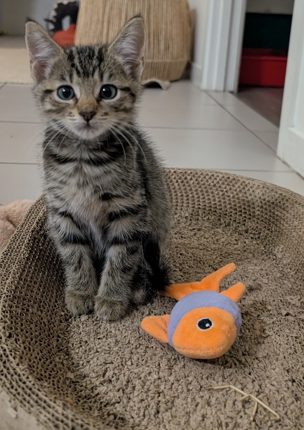 Pepper | RSPCA Adopt a pet