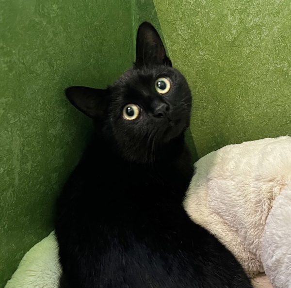 Darrell Lea | RSPCA Adopt a pet