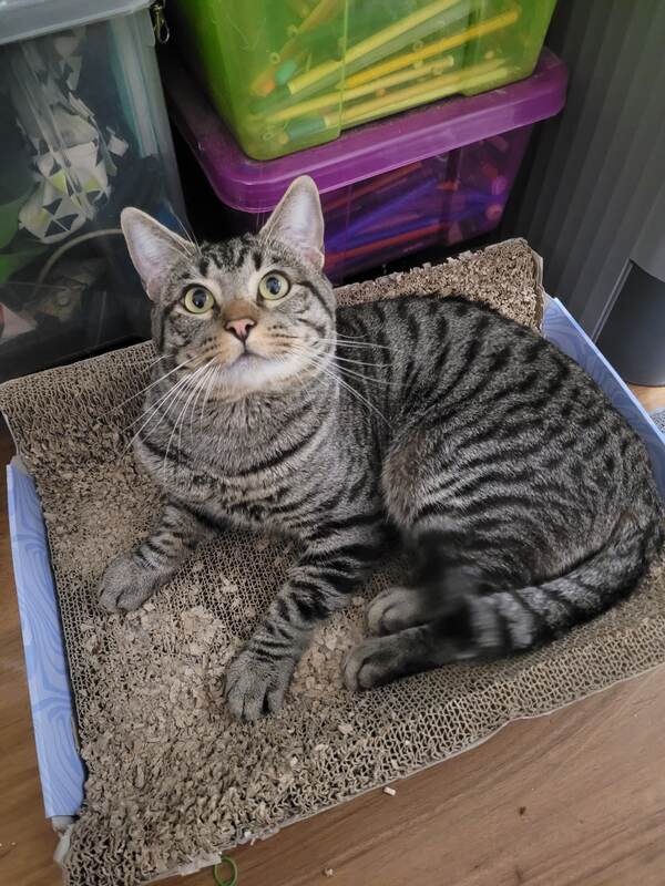 Moses | RSPCA Adopt a pet