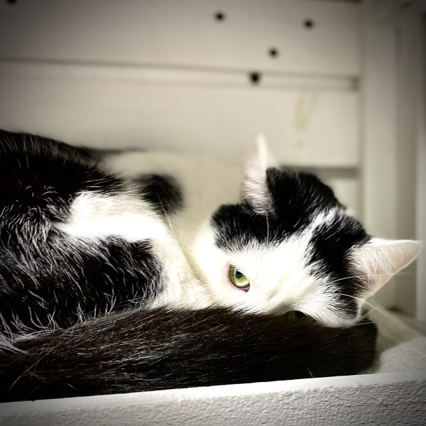 Periwinkle | RSPCA Adopt a pet