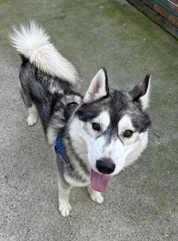 Buzz | RSPCA Adopt a pet