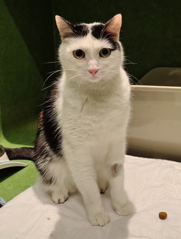 Binky | RSPCA Adopt a pet