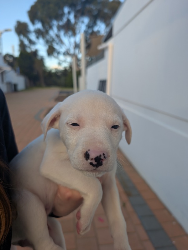 Zaria | RSPCA Adopt a pet