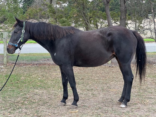 Sally | RSPCA Adopt a pet