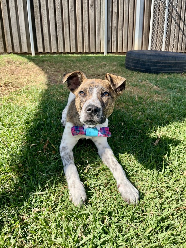 Chloe | RSPCA Adopt a pet