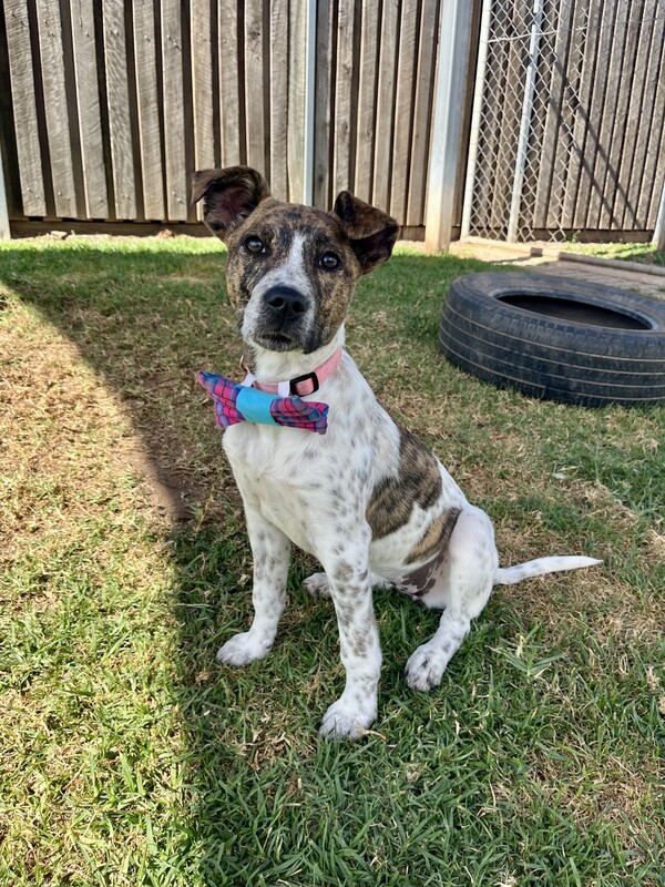 Chloe | RSPCA Adopt a pet