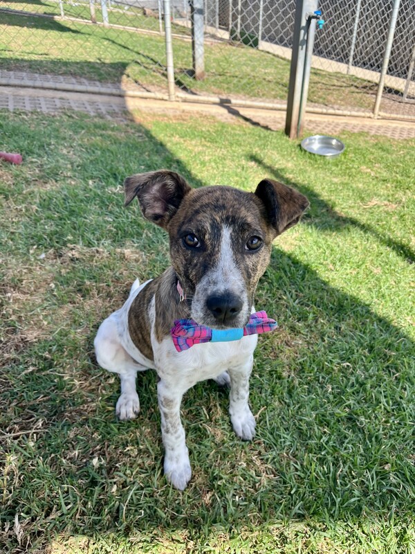 Chloe | RSPCA Adopt a pet