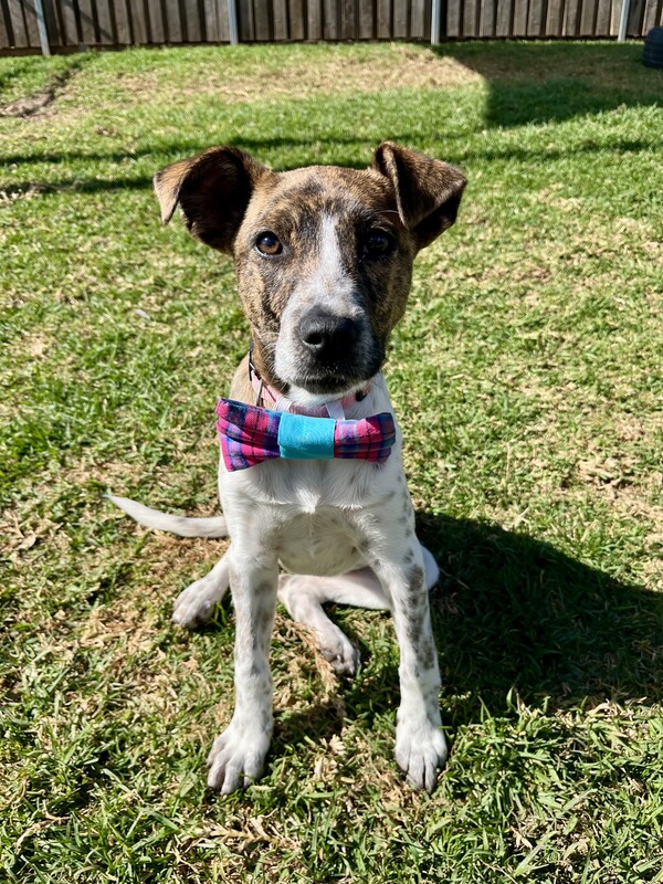 Chloe | RSPCA Adopt a pet