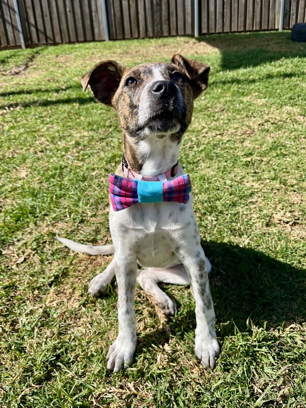 Chloe | RSPCA Adopt a pet