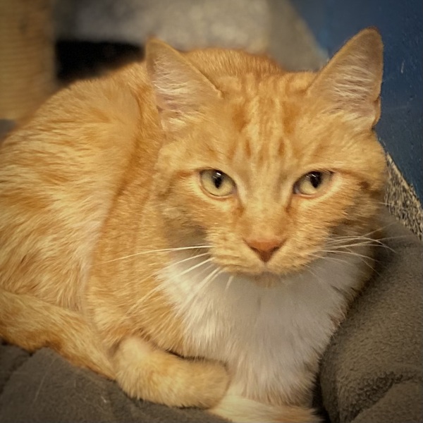 Scooter | RSPCA Adopt a pet