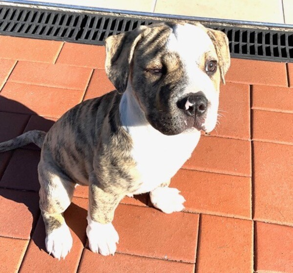 Django | RSPCA Adopt a pet