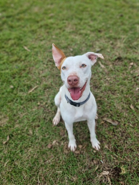 Astra | RSPCA Adopt a pet