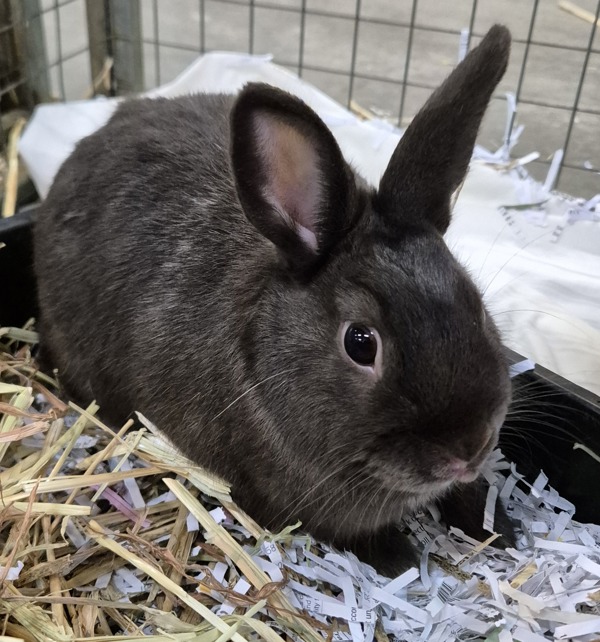 Chestnut | RSPCA Adopt a pet