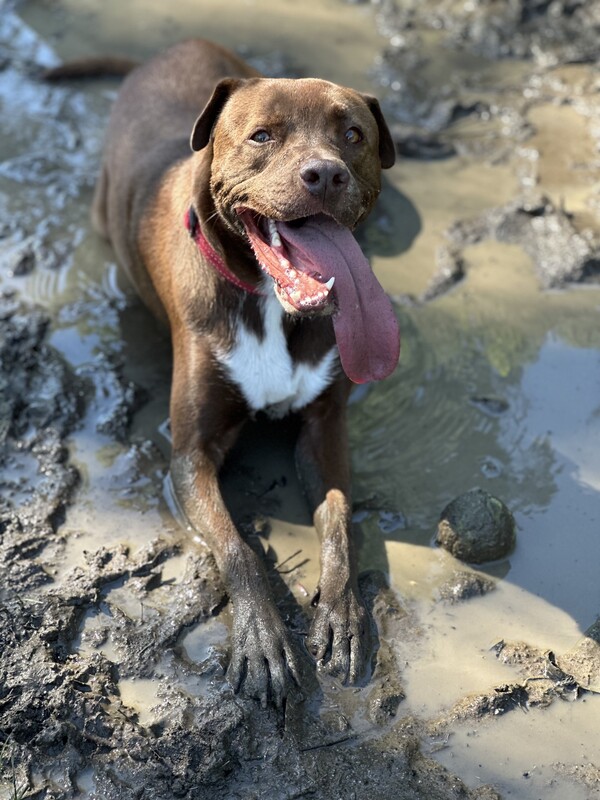 Wally | RSPCA Adopt a pet