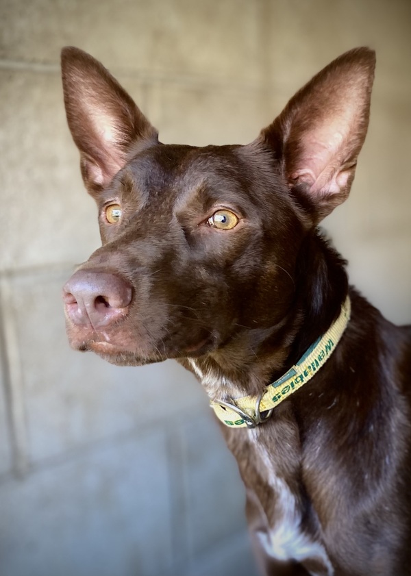 Dude | RSPCA Adopt a pet