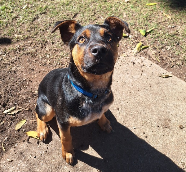 Nelly | RSPCA Adopt a pet