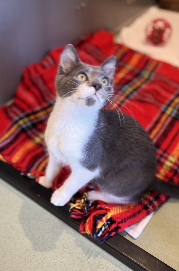 Howie | RSPCA Adopt a pet