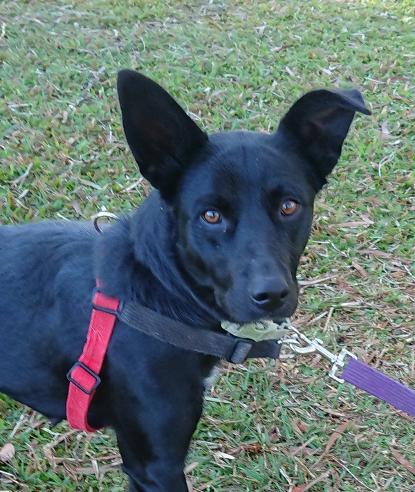 Fern | RSPCA Adopt a pet