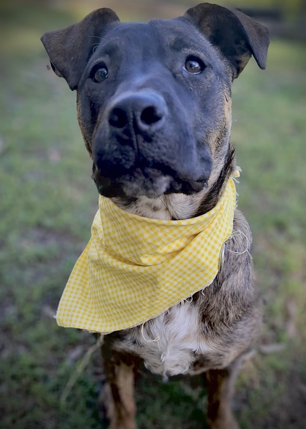 Sage | RSPCA Adopt a pet